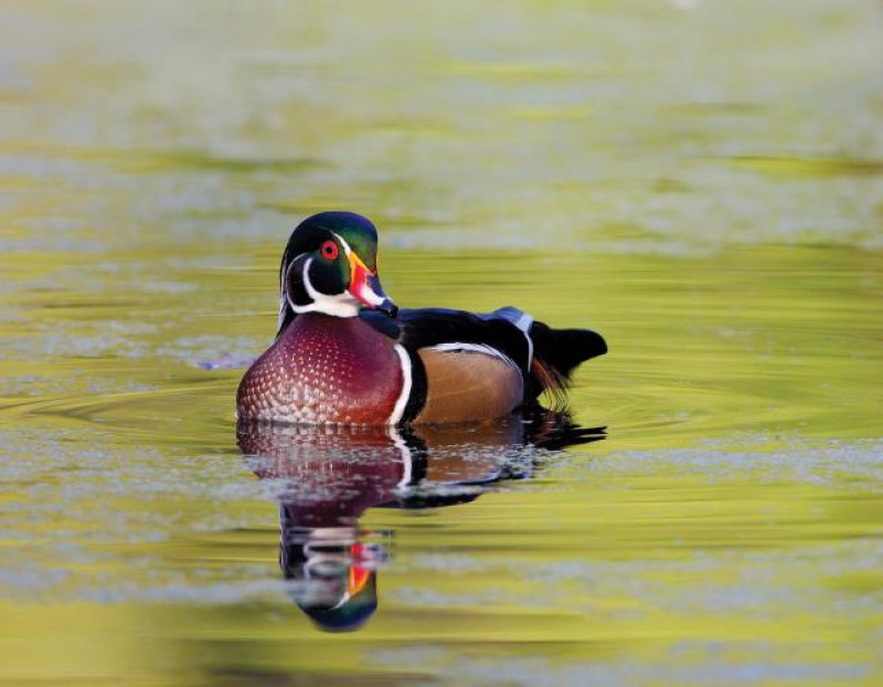 Rescue Ducks | PetCurious