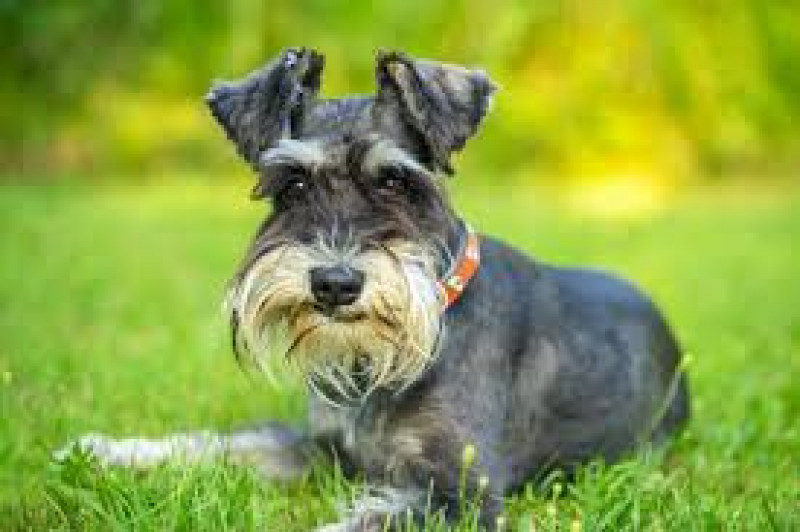 Aberdeen Terrier - Complete Breed Guide, Care, Adoption & Health Tips ...