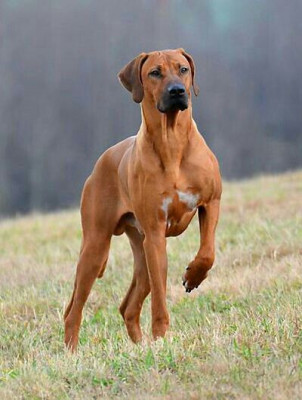 Dog Breeds Guide: Discover Popular & Rare Dog Breeds | PetCurious