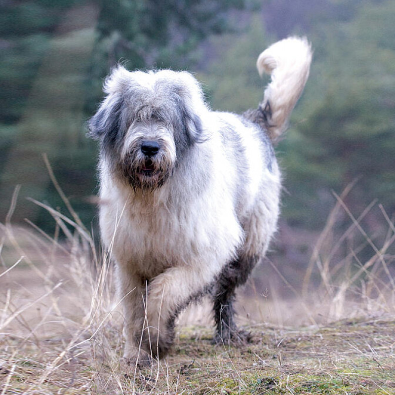 Romanian Mioritic Shepherd Dog - Complete Breed Guide, Care, Adoption ...