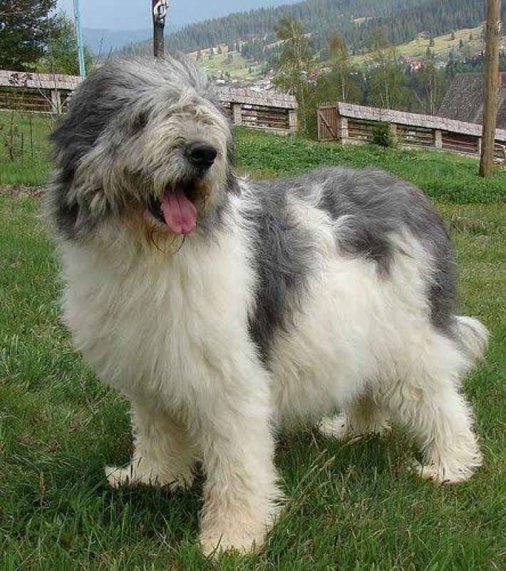 Romanian Mioritic Shepherd Dog - Complete Breed Guide, Care, Adoption ...