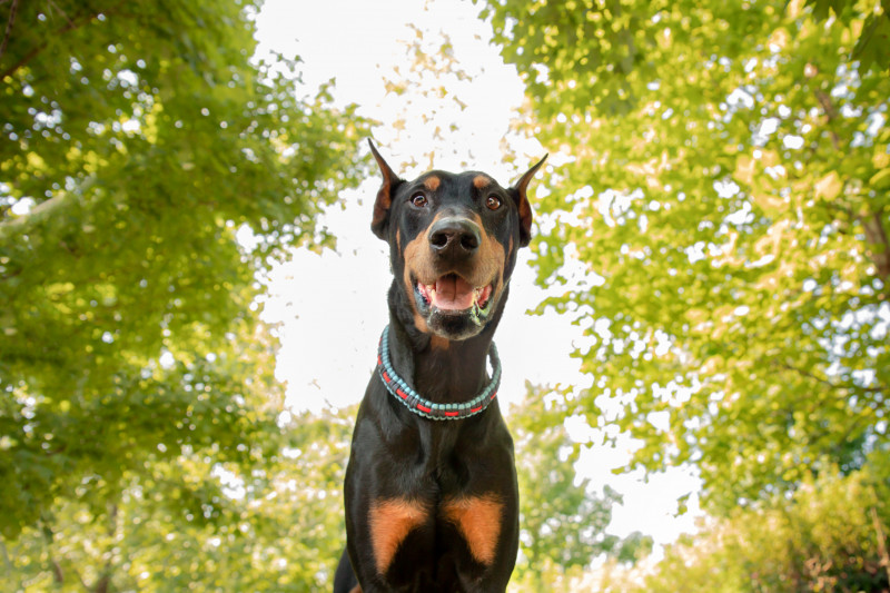 Volunteer State Doberman Rescue - Pet Shelter and Rescue in Knoxville ...