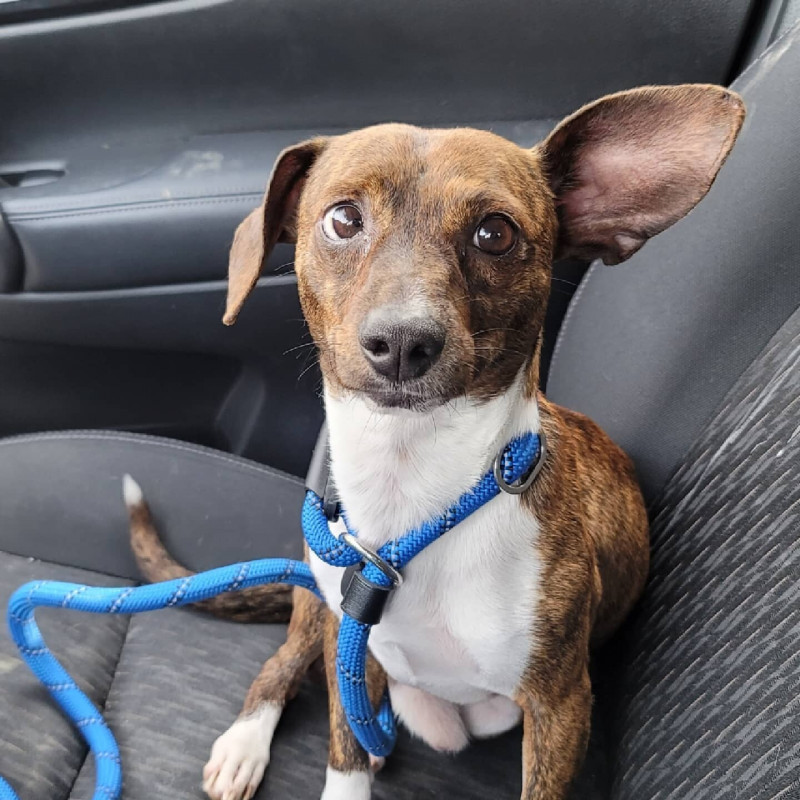 Mercy Full Project - Pet Shelter and Rescue in Tampa, Florida | PetCurious