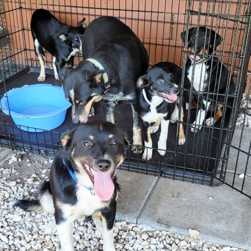 Mercy Full Project - Pet Shelter and Rescue in Tampa, Florida | PetCurious