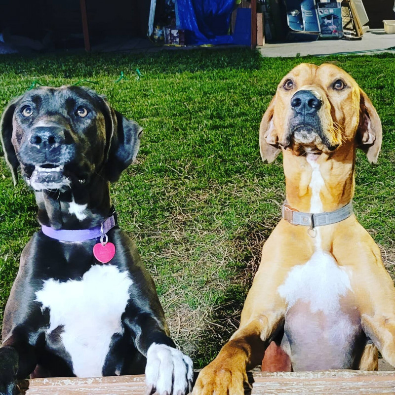 Mercy Full Project - Pet Shelter and Rescue in Tampa, Florida | PetCurious