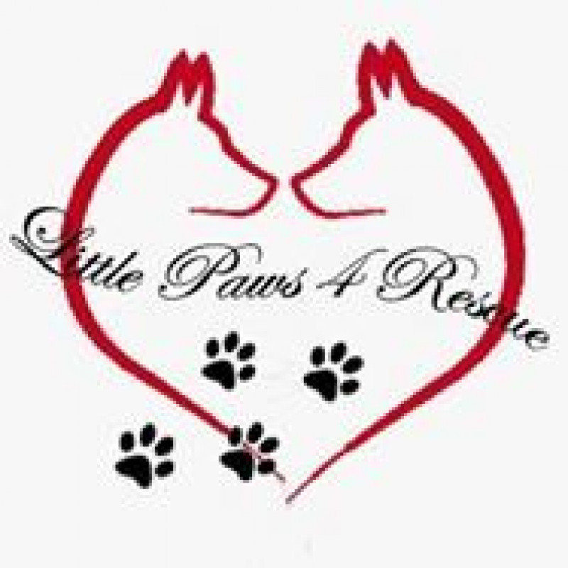 Little PAWS 4 Rescue - Pet Shelter and Rescue in Olympia, Washington ...