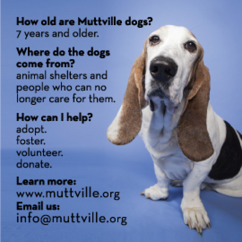 Muttville Senior Dog Rescue - Pet Shelter and Rescue in San Francisco ...