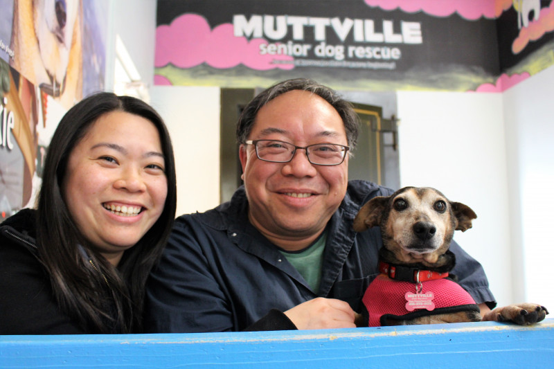 Muttville Senior Dog Rescue - Pet Shelter and Rescue in San Francisco ...