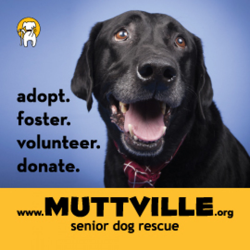 Muttville Senior Dog Rescue - Pet Shelter and Rescue in San Francisco ...