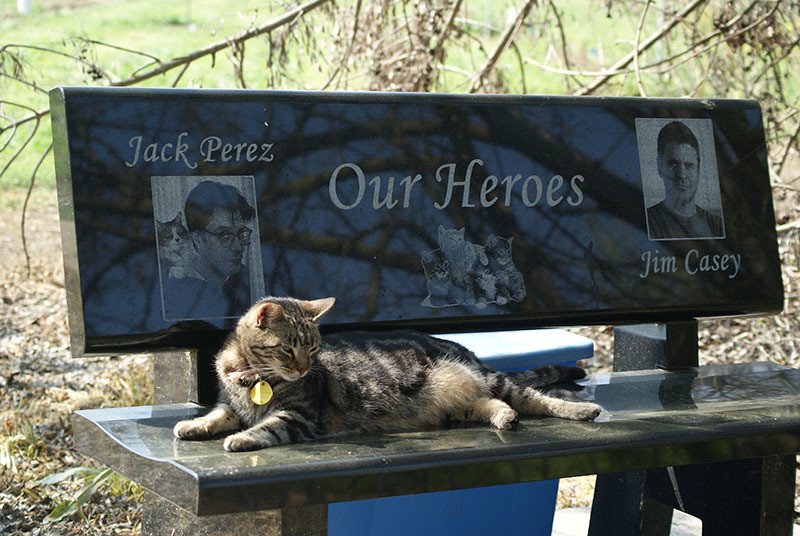 The Cat House On The Kings - Pet Shelter and Rescue in Parlier ...