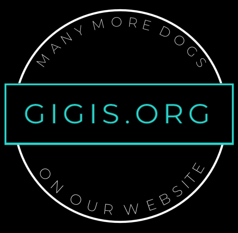 Gigi's - Pet Shelter and Rescue in Canal Winchester, Ohio | PetCurious
