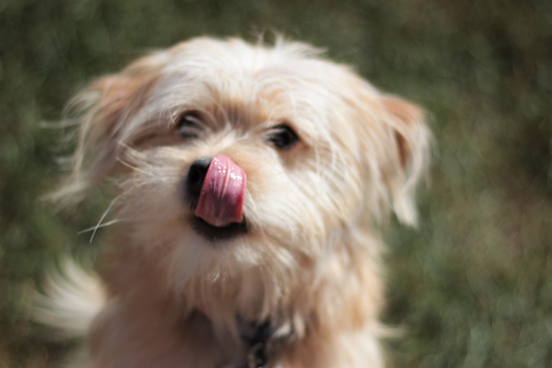 Bucks County SPCA Lahaska - Pet Shelter and Rescue in New Hope ...