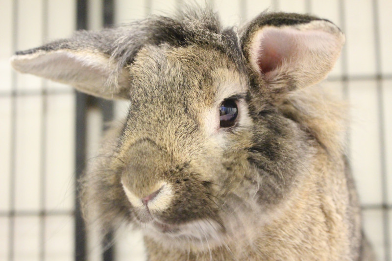 Bucks County SPCA Lahaska - Pet Shelter and Rescue in New Hope ...