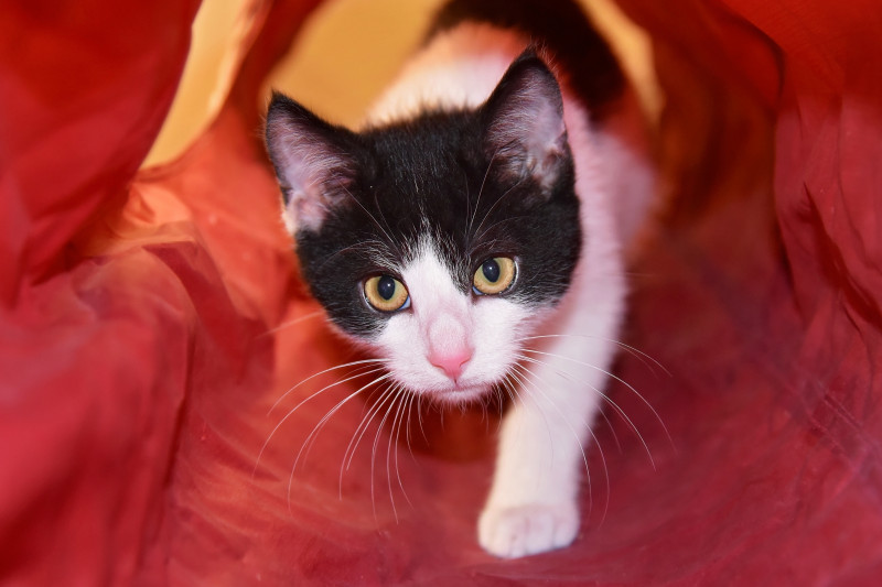 Bucks County SPCA Lahaska - Pet Shelter and Rescue in New Hope ...