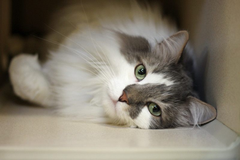 Bucks County SPCA Lahaska - Pet Shelter and Rescue in New Hope ...