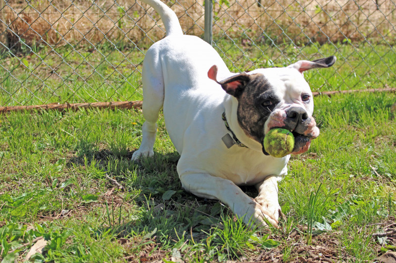 Bucks County SPCA Lahaska - Pet Shelter and Rescue in New Hope ...