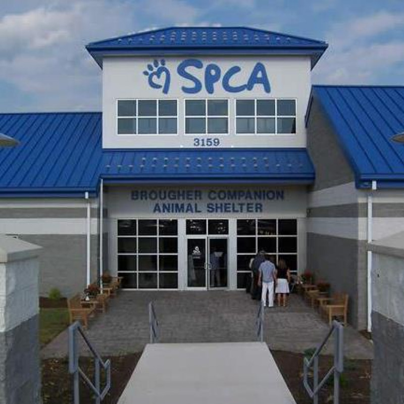 York County SPCA - Pet Shelter and Rescue in York, Pennsylvania ...