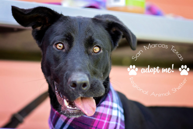 San Marcos Regional Animal Shelter Adoption