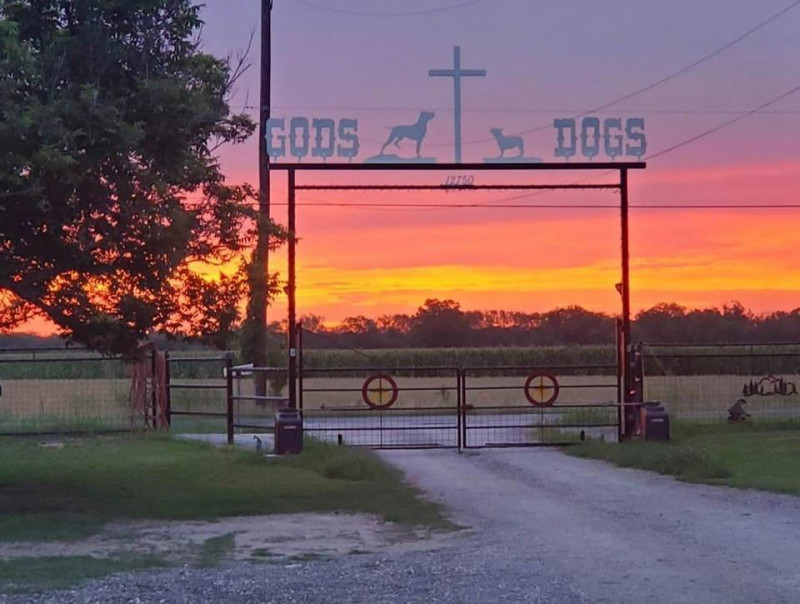 God's Dogs Rescue - Pet Shelter and Rescue in Austin, Texas | PetCurious