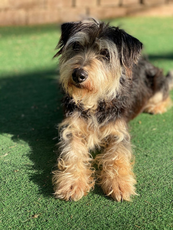 CAMO - Rescue - Pet Shelter and Rescue in Houston, Texas | PetCurious