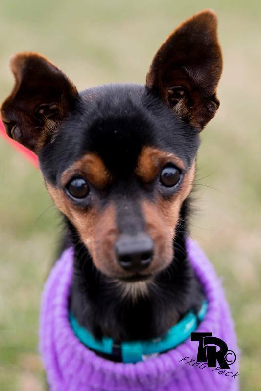 Old Dominion Humane Society - Pet Shelter and Rescue in Fredericksburg ...