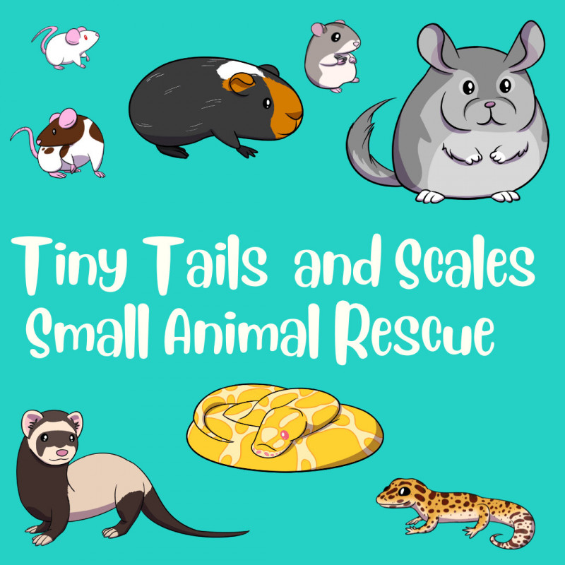 Tiny Tails And Scales - Pet Shelter and Rescue in Olympia, Washington ...