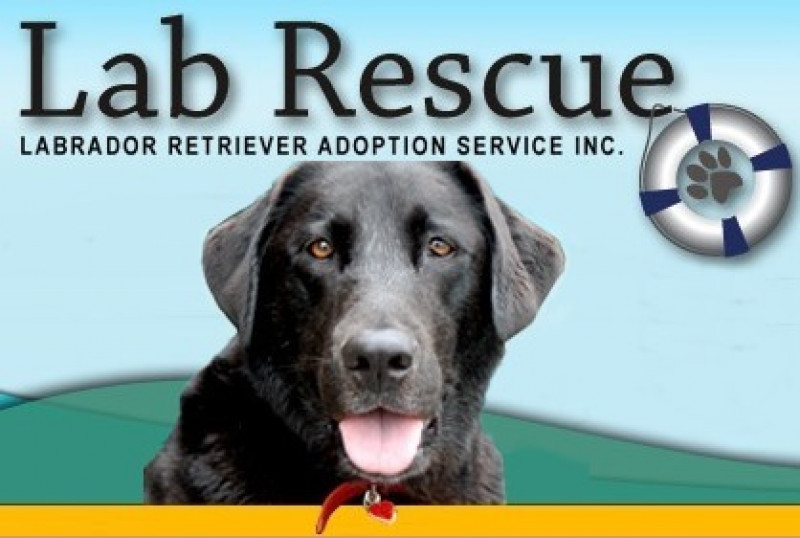 Labrador Retriever Adoption Service (Lab Rescue) - Pet Shelter and ...