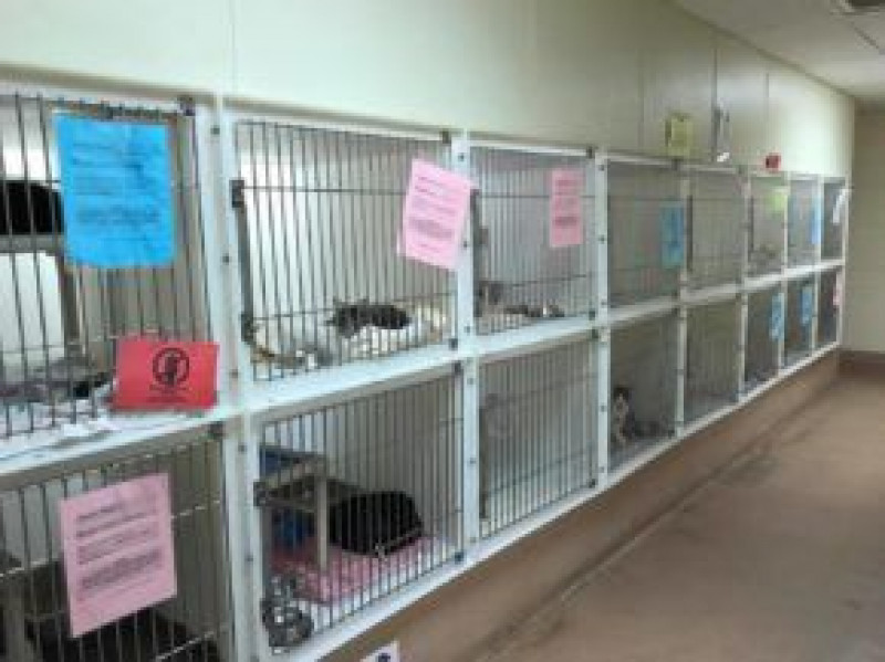 Erie Humane Society - Pet Shelter and Rescue in Erie, Pennsylvania ...