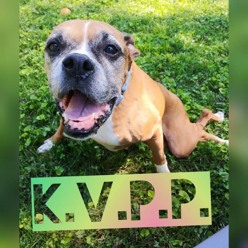 Knox Vintage Pet Project - Animal Shelter and Rescue in Kimberlin ...