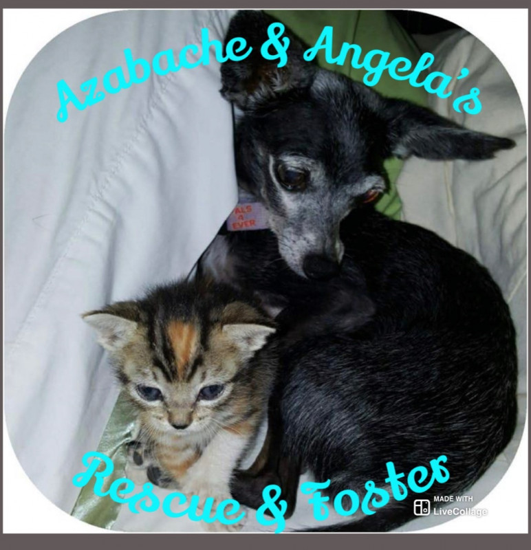 Azabache & Angela’s Rescue & Foster - Animal Shelter and Rescue in ...