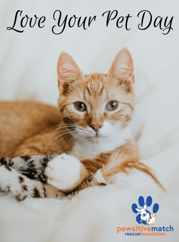 Pawsitive Match Rescue Foundation - Animal Shelter and Rescue in ...