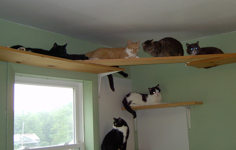 Springfield Humane Society Inc. - Pet Shelter and Rescue in Springfield ...