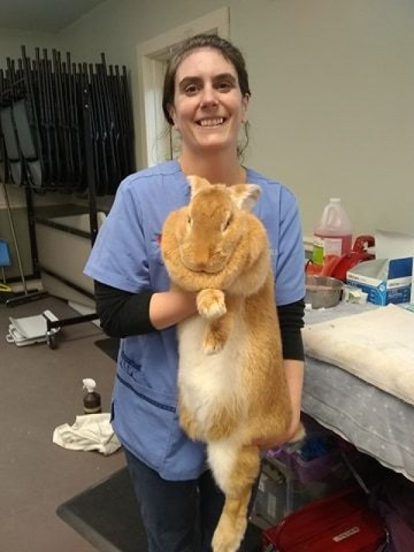 Springfield Humane Society Inc. - Pet Shelter and Rescue in Springfield ...