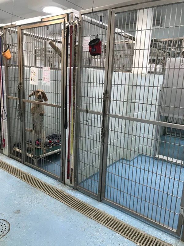 Springfield Humane Society Inc. - Pet Shelter and Rescue in Springfield ...