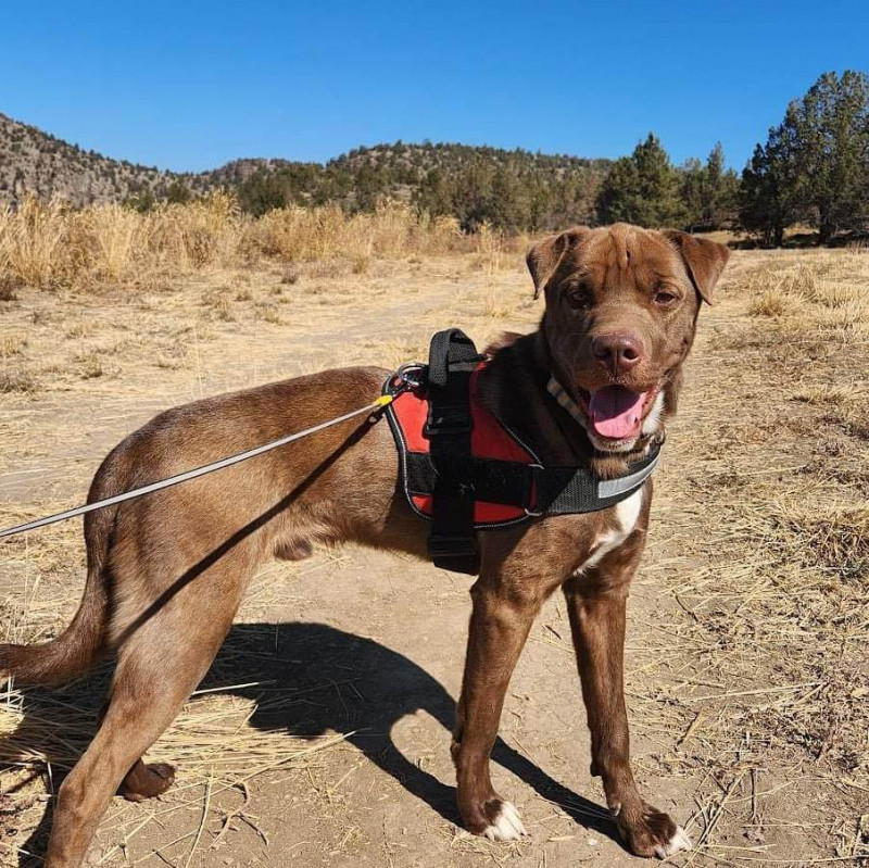 The Humane Society Of The Ochocos - Pet Shelter and Rescue in ...