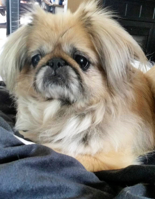 Little White Dog Rescue - Pet Shelter and Rescue in Omaha, Nebraska ...