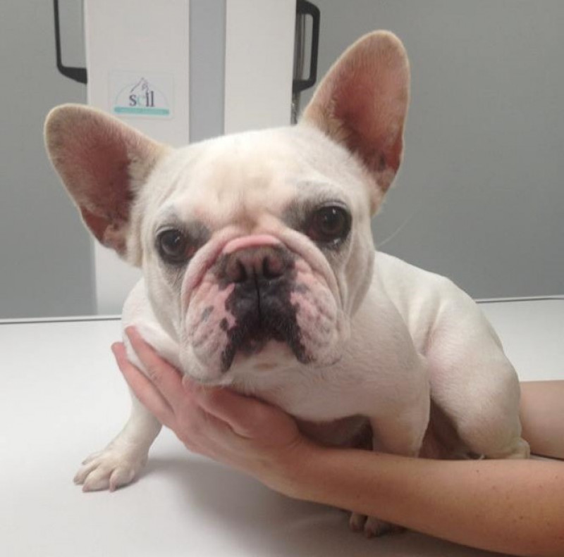 Little White Dog Rescue - Pet Shelter and Rescue in Omaha, Nebraska ...