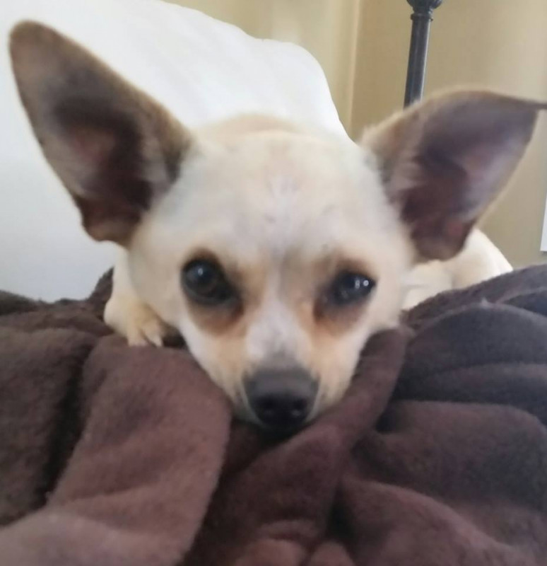 Little White Dog Rescue - Pet Shelter and Rescue in Omaha, Nebraska ...