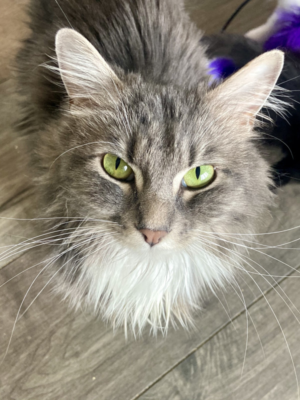 Animal Rescue Of The Rockies - Pet Shelter and Rescue in Denver ...