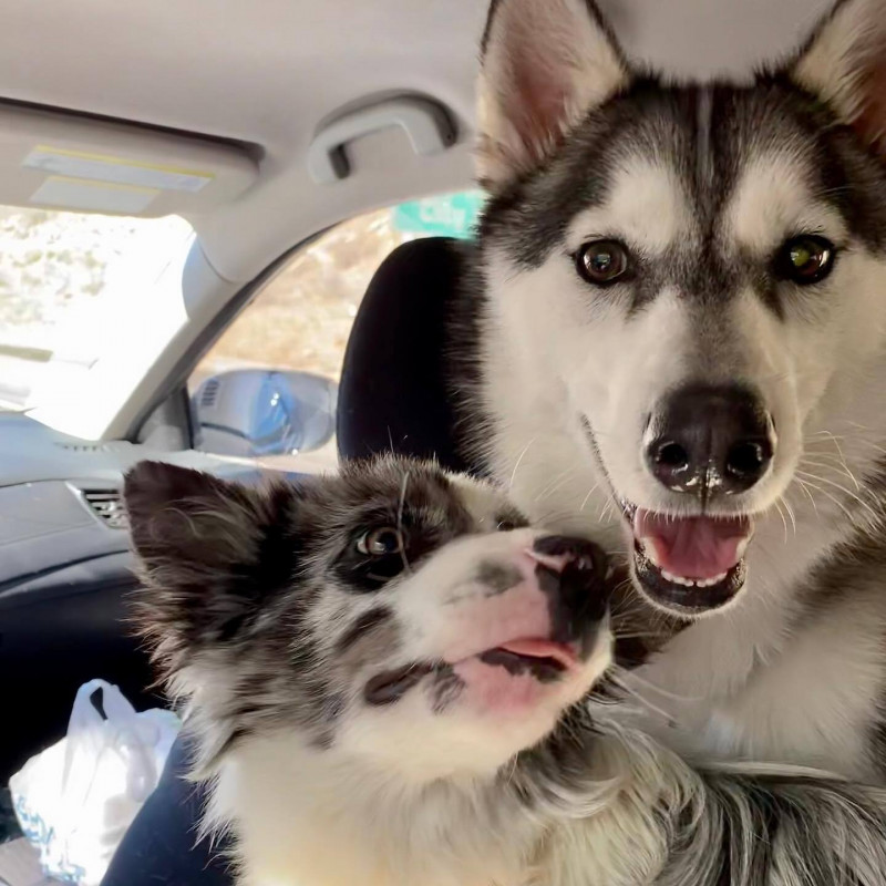 Animal Rescue Of The Rockies - Pet Shelter and Rescue in Denver ...