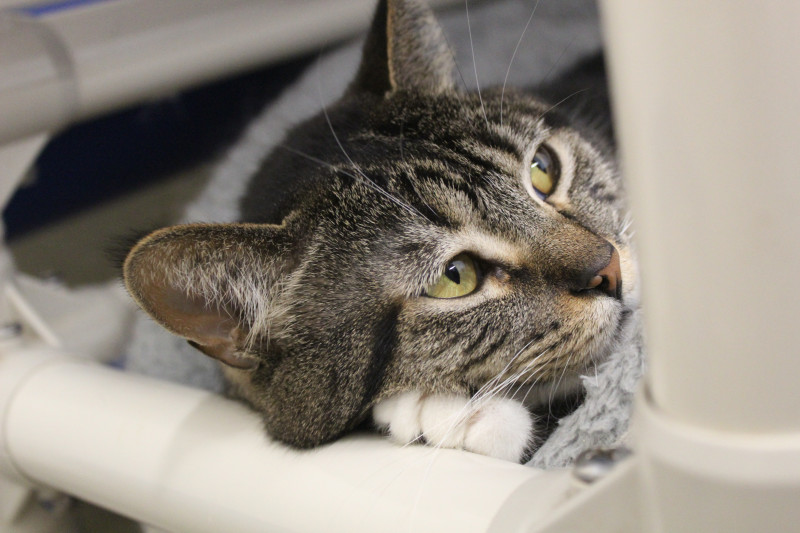 Humane Society Of Freeborn County - Pet Shelter and Rescue in Albert ...