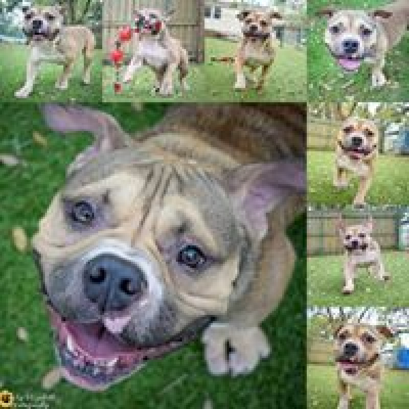 Humane Society Of Pinellas - Pet Shelter and Rescue in Clearwater ...