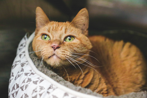 South Wood County Humane Society - Pet Shelter and Rescue in Wisconsin ...