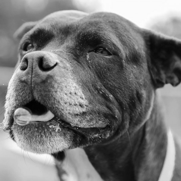 South Wood County Humane Society - Pet Shelter and Rescue in Wisconsin ...