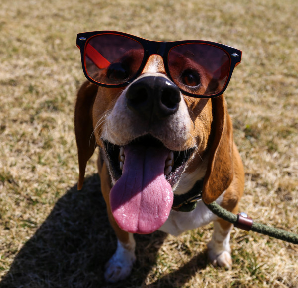 South Wood County Humane Society - Pet Shelter and Rescue in Wisconsin ...