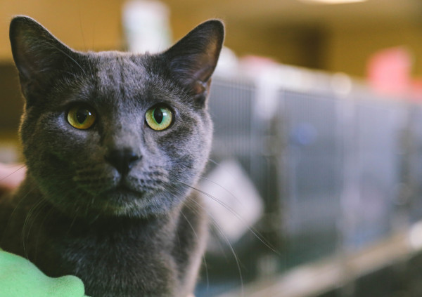 South Wood County Humane Society - Pet Shelter and Rescue in Wisconsin ...