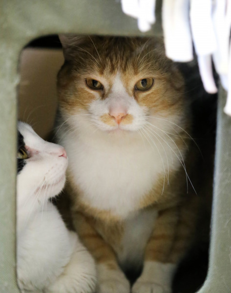 South Wood County Humane Society - Pet Shelter and Rescue in Wisconsin ...