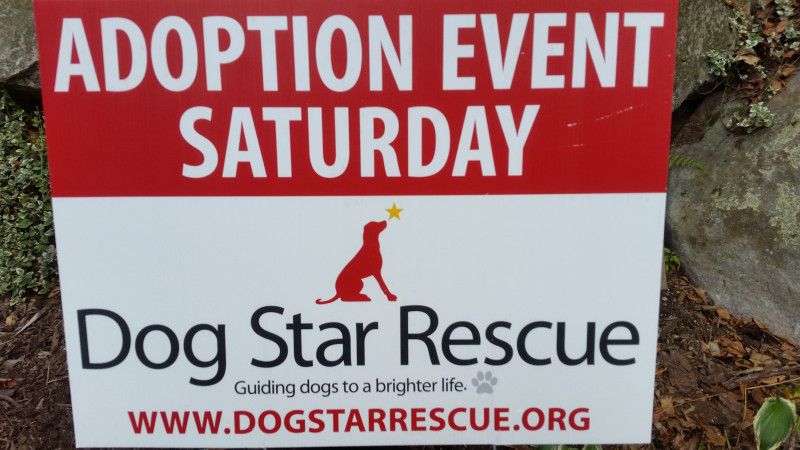 Dog Star Rescue - Pet Shelter and Rescue in Bloomfield, Connecticut ...