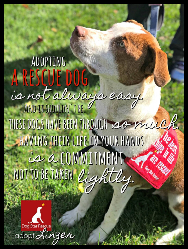 Dog Star Rescue - Pet Shelter and Rescue in Bloomfield, Connecticut ...