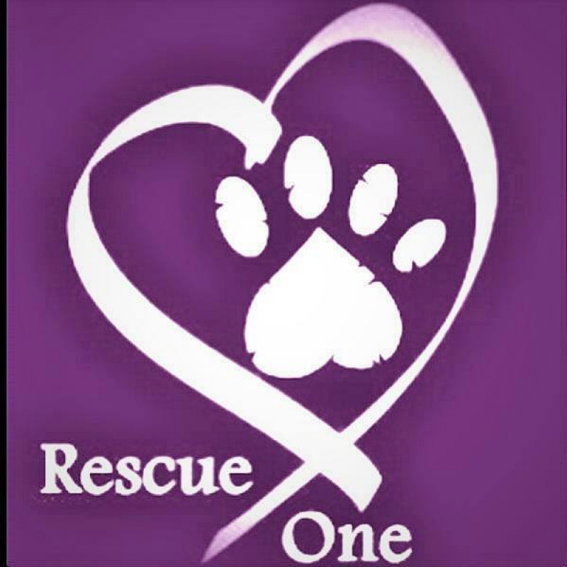 Rescue One - Pet Shelter and Rescue in Springfield, Missouri | PetCurious